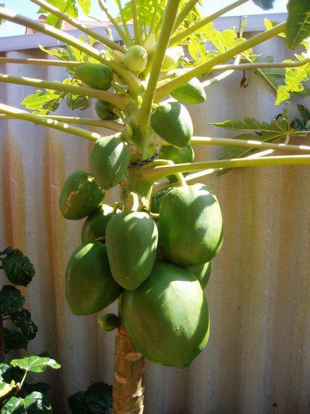 Letterature, Poesie, Culture, Tradizioni, Costumi, Usanze Igbo / Ibo ...